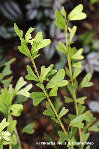 NParks | Schefflera emarginata