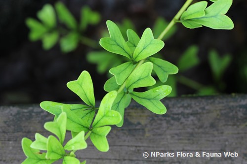 NParks | Schefflera emarginata
