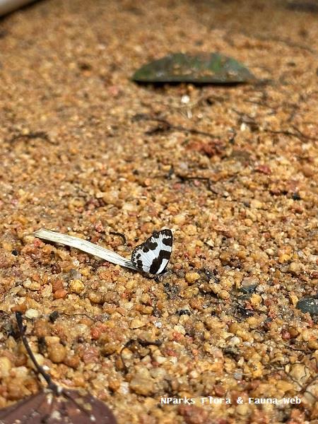 NParks | Caleta elna