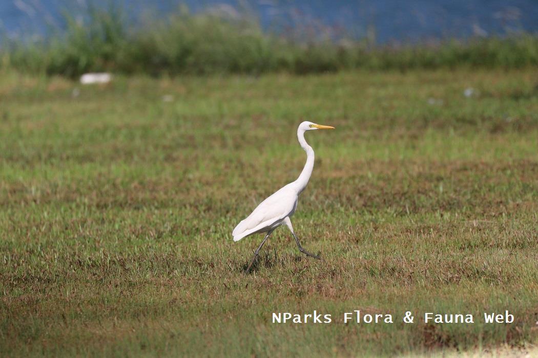 NParks | Medium Egret
