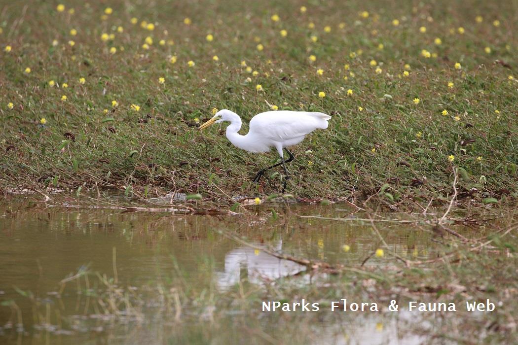NParks | Medium Egret