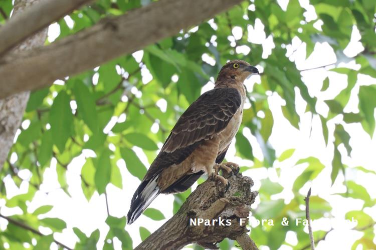 NParks | Oriental Honey Buzzard
