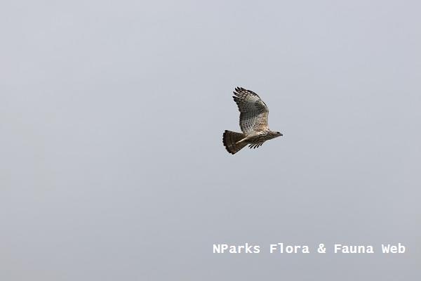 NParks | Changeable Hawk Eagle