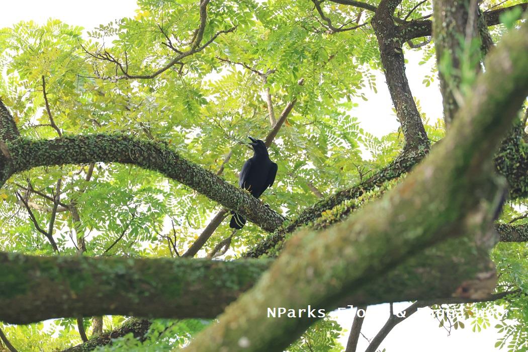 NParks | Large-billed Crow