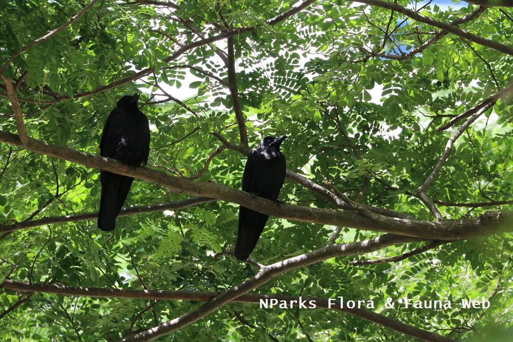 NParks | Large-billed Crow