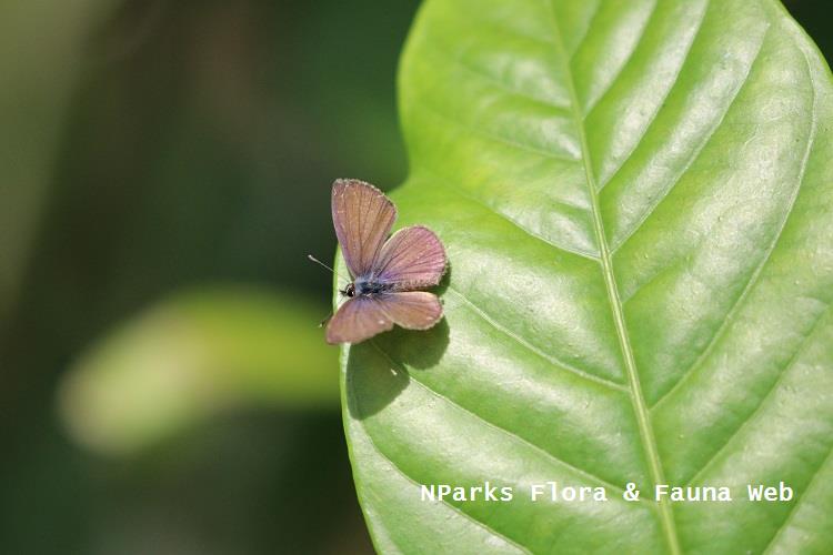 NParks | Tailless Lineblue