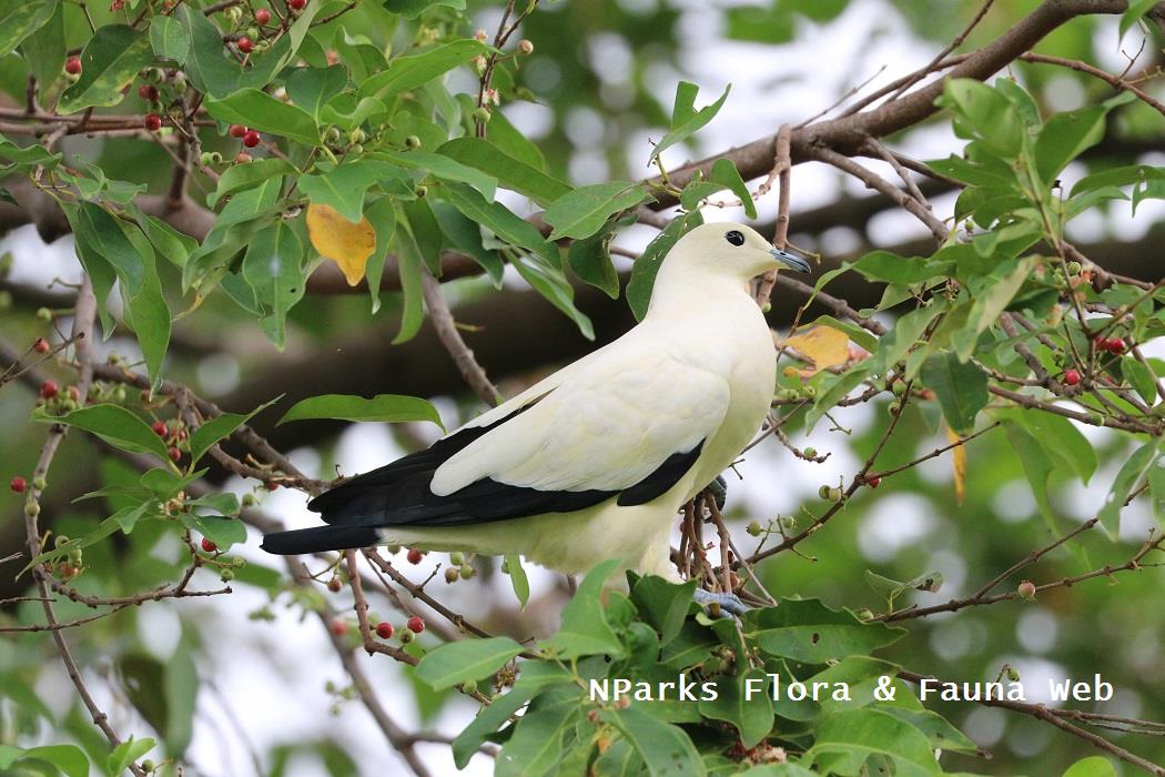 NParks | Pied Imperial Pigeon