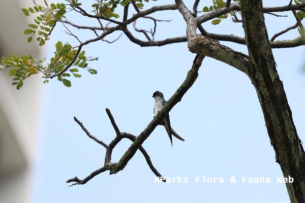 NParks | Grey-rumped Treeswift