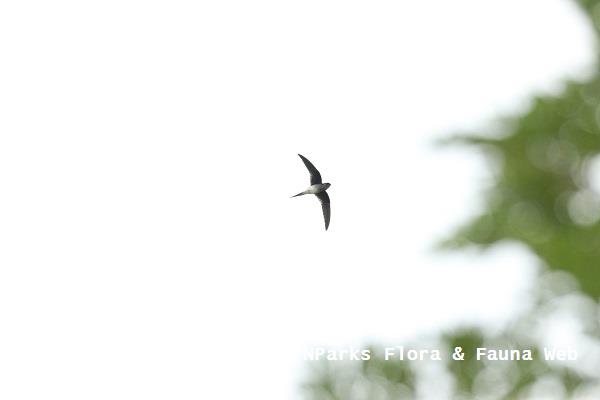 NParks | Grey-rumped Treeswift