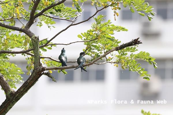 NParks | Grey-rumped Treeswift