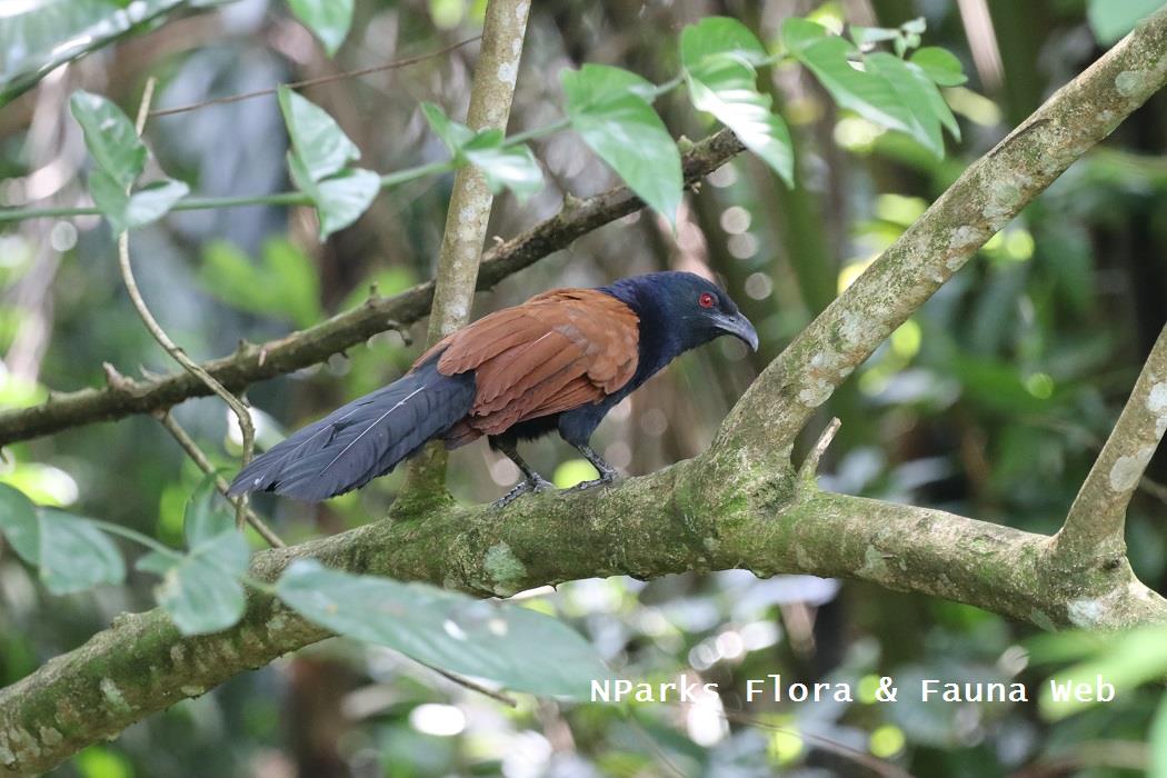 NParks | Greater Coucal