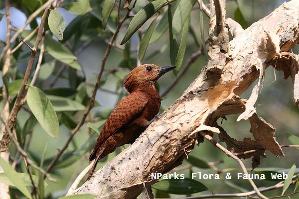NParks | Rufous Woodpecker