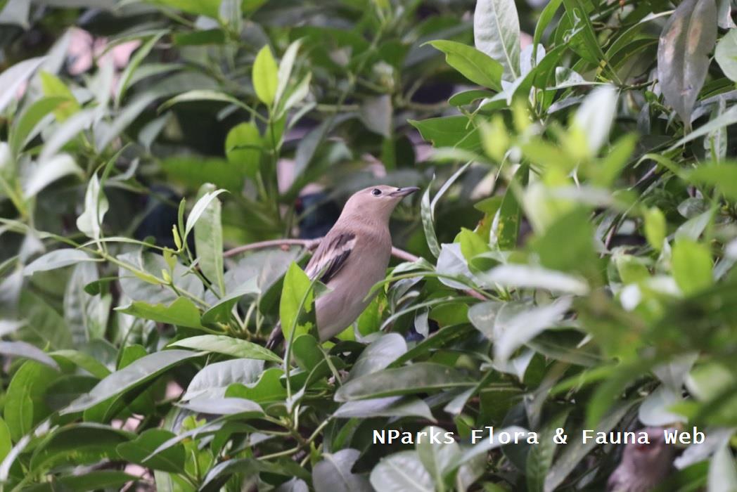 NParks | Purple-backed Starling