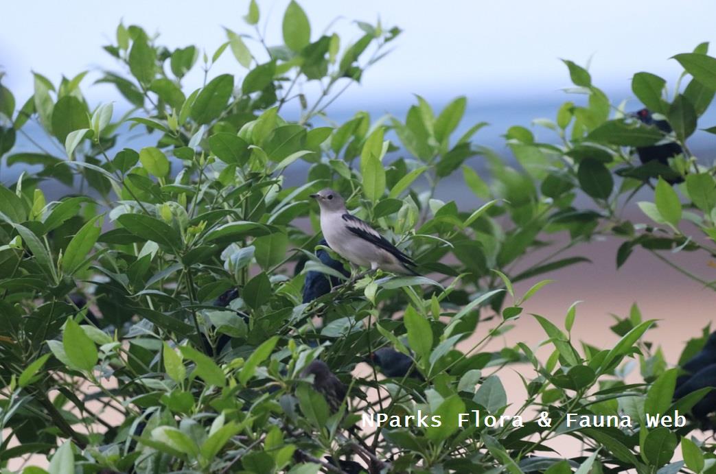 NParks | Purple-backed Starling