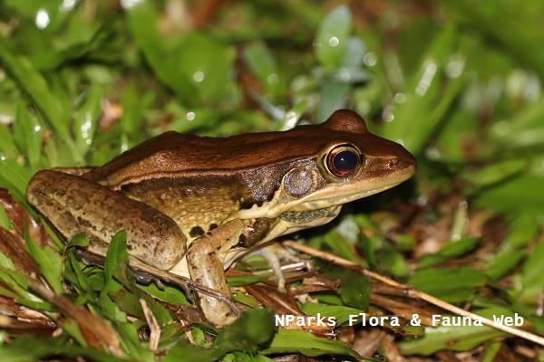 NParks | Günther's Frog