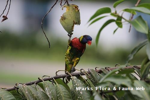 NParks | Coconut Lorikeet
