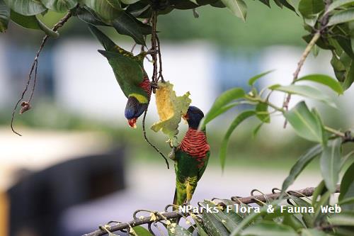 NParks | Coconut Lorikeet