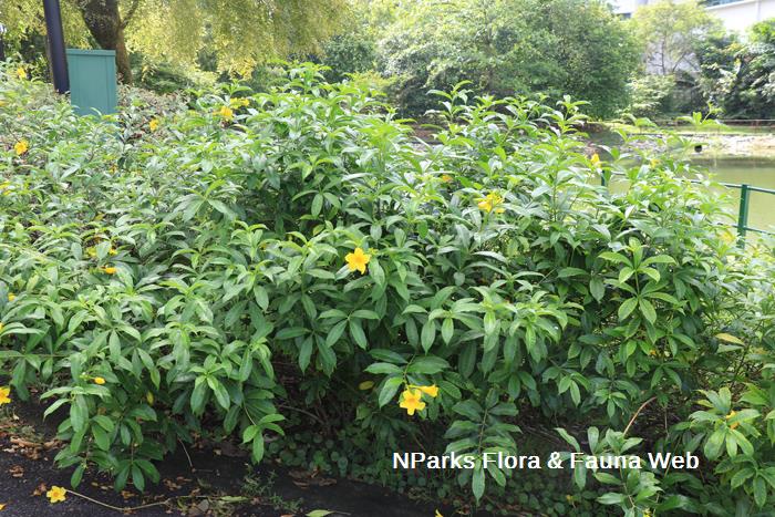 NParks | Allamanda cathartica