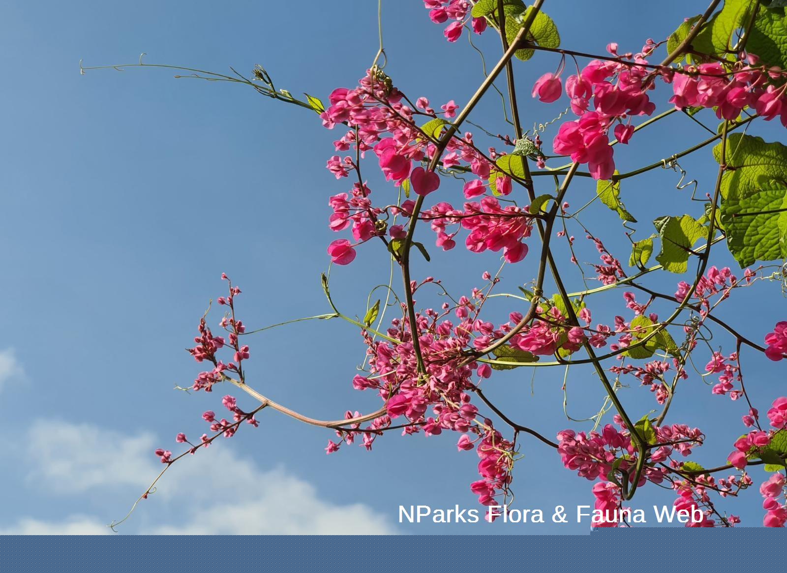 NParks | Antigonon leptopus