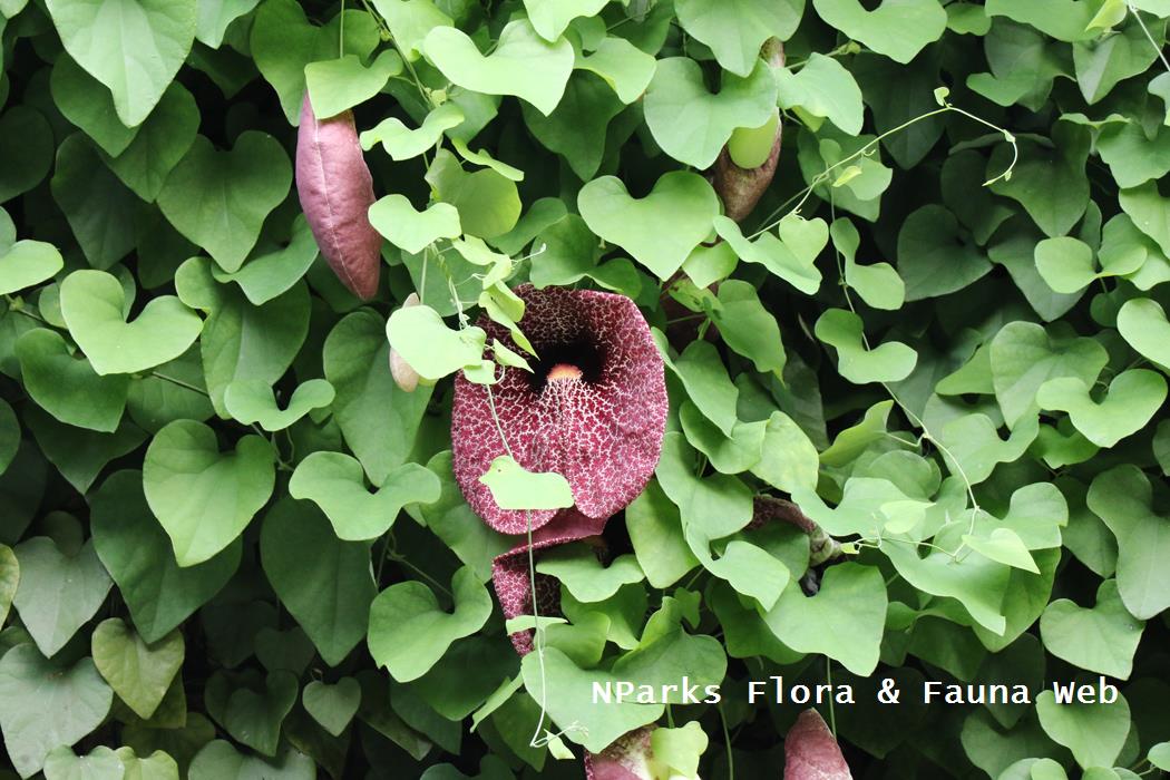 NParks | Aristolochia acuminata