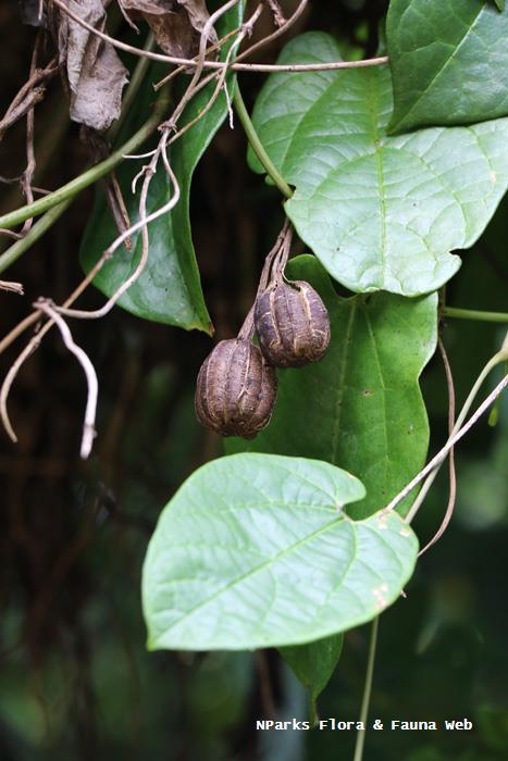 NParks | Aristolochia acuminata