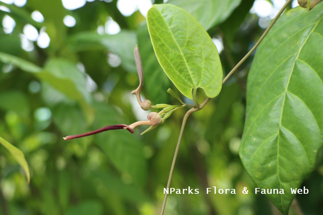 NParks | Aristolochia acuminata