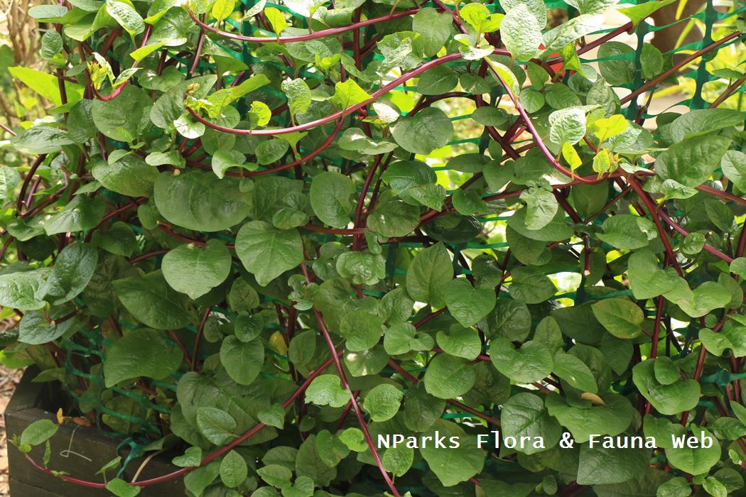 NParks | Basella alba 'Rubra'