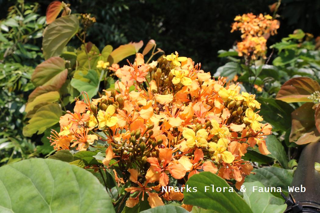 NParks | Phanera bidentata