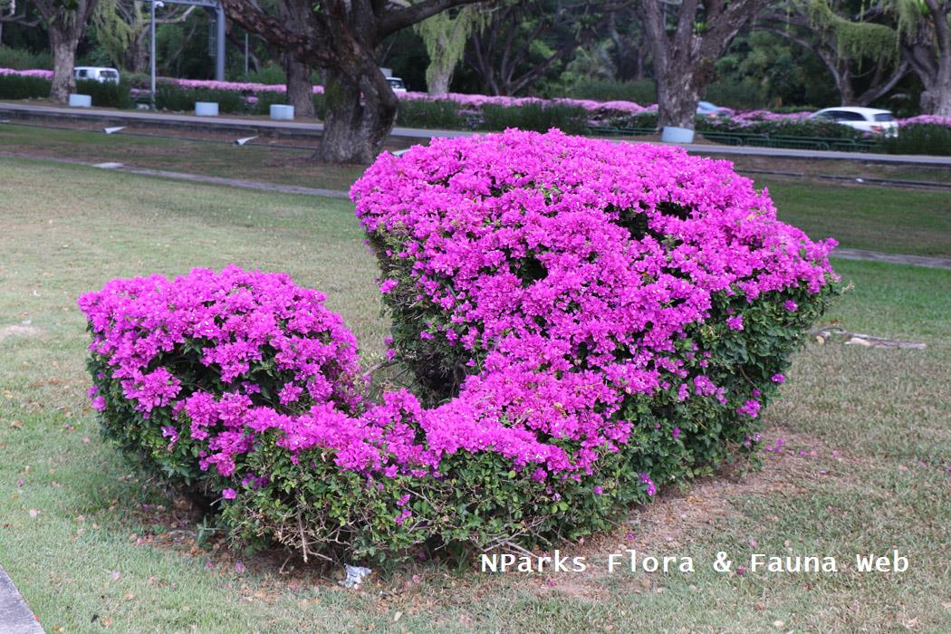 NParks | Bougainvillea 'Elizabeth Angus'