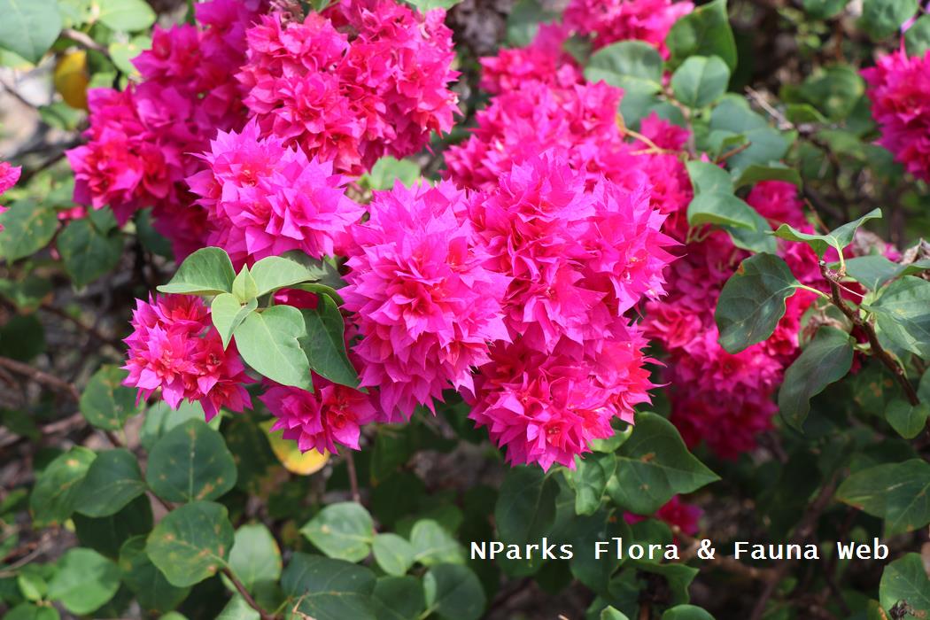 NParks | Bougainvillea × buttiana'Mahara'