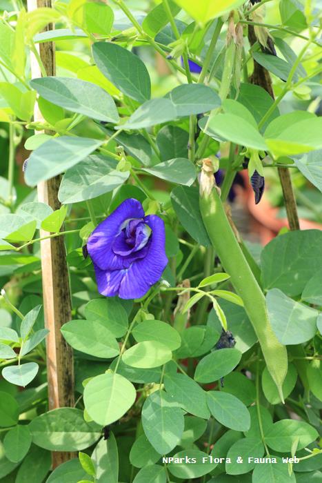 NParks | Clitoria ternatea var pleniflora