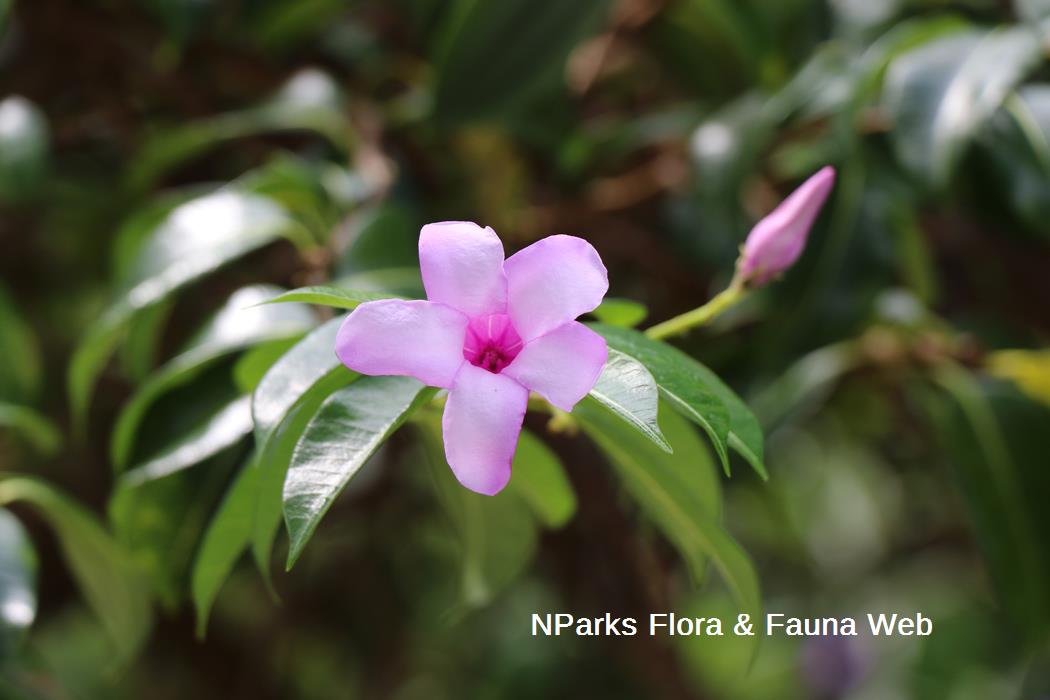 NParks | Cryptostegia grandiflora