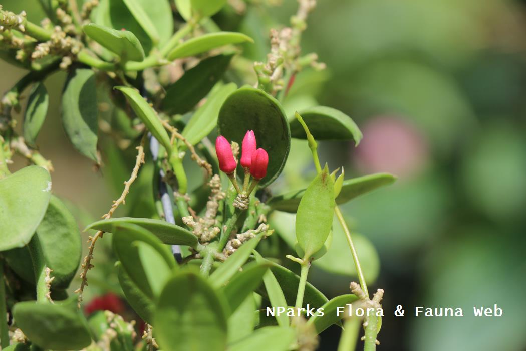 NParks | Dischidia vidalii