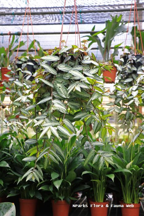 NParks | Procris repens