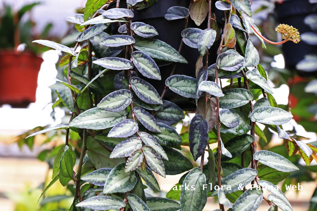 NParks | Procris repens