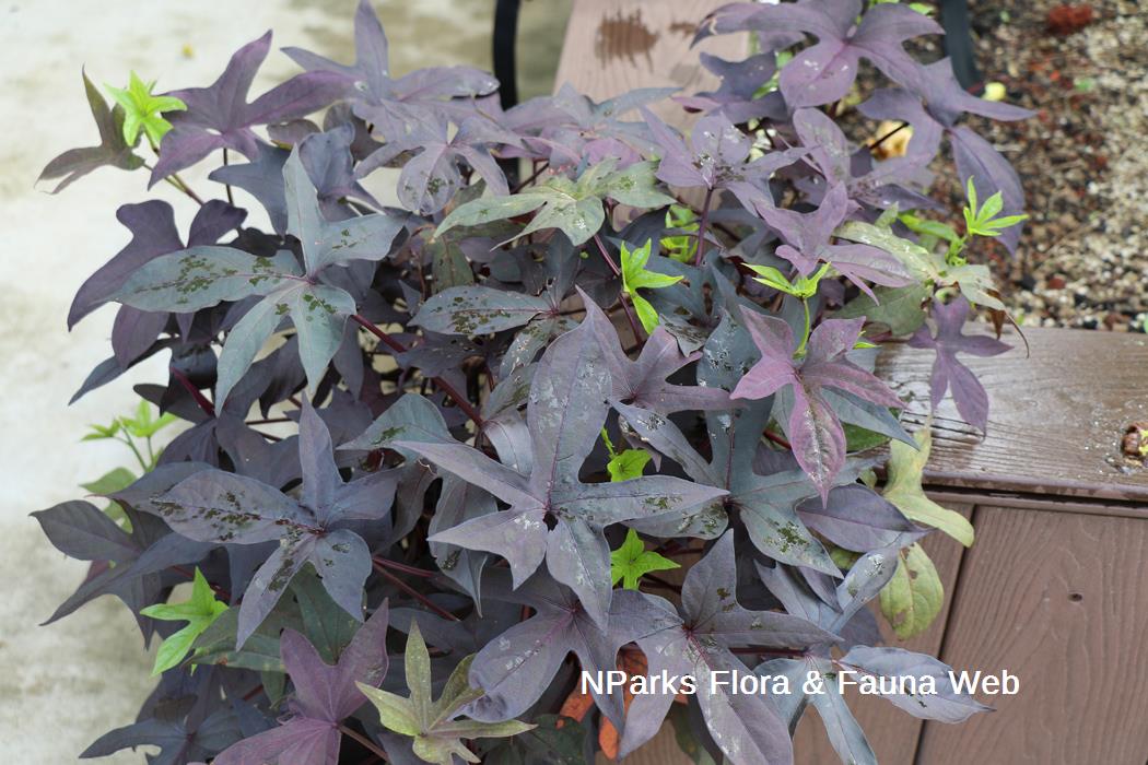 NParks | Rothmannia longiflora