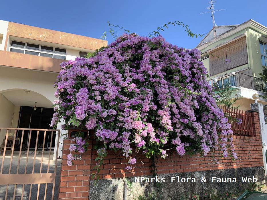 NParks | Mansoa hymenaea