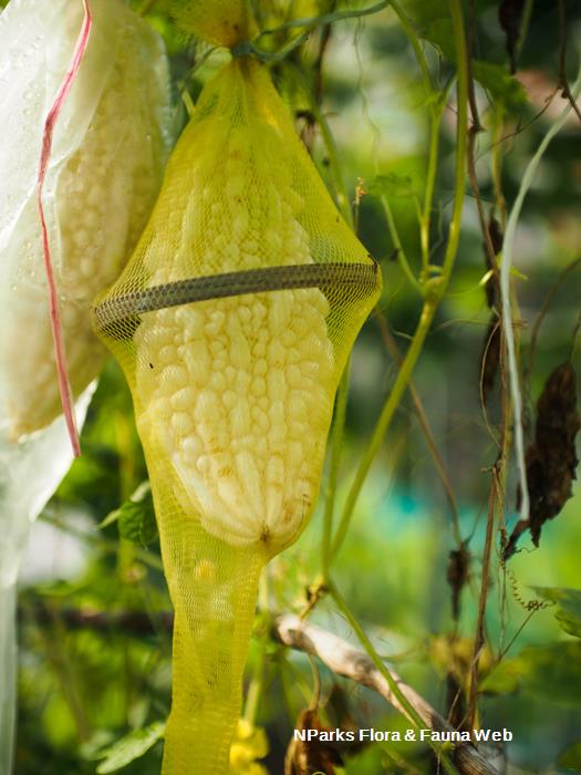 NParks | Momordica charantia