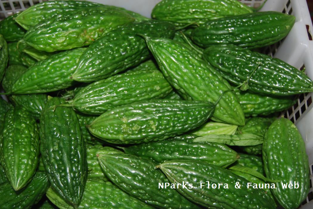 NParks | Cyperus prolifer