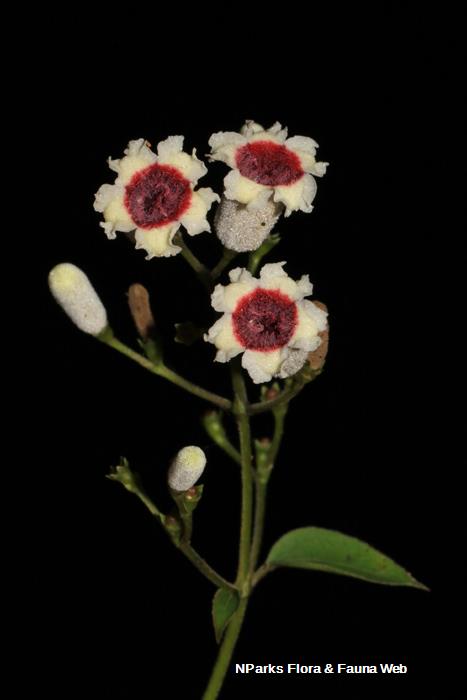 NParks | Paederia foetida