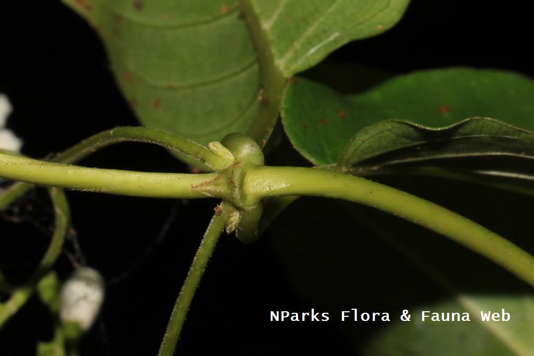 NParks | Paederia foetida