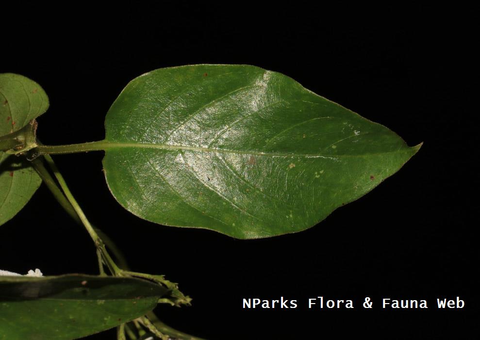 NParks | Paederia foetida