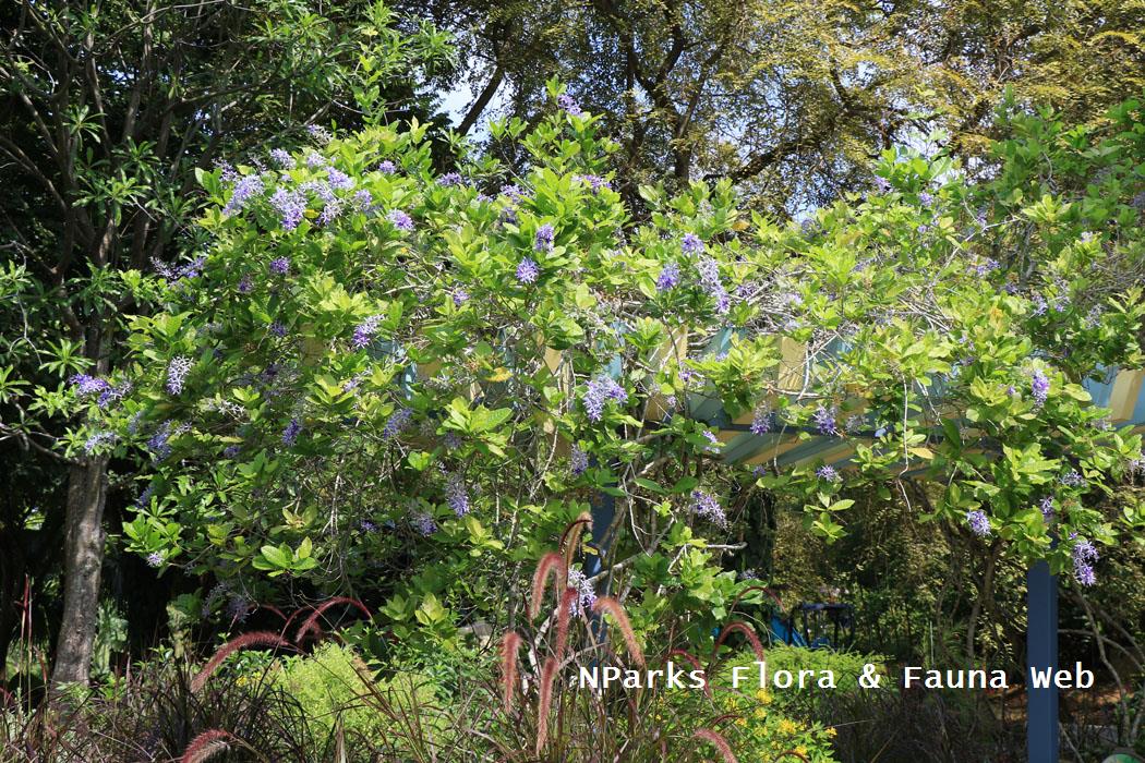 Petrea volubilis