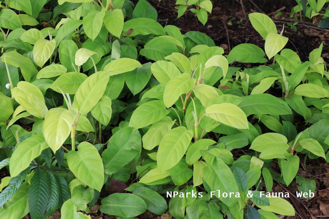 NParks | Philodendron erubescens 'Gold'