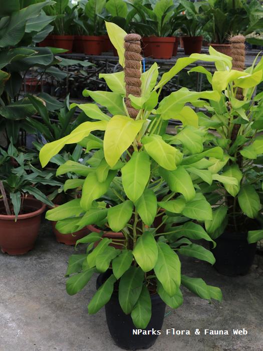NParks | Philodendron erubescens 'Gold'