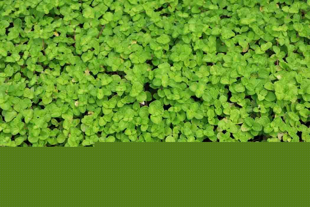 NParks | Pilea nummulariifolia