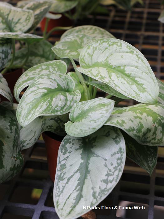 NParks | Scindapsus pictus 'Argyraeus'