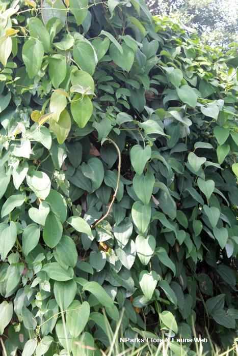 NParks | Smilax setosa