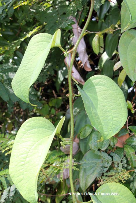 NParks | Smilax setosa