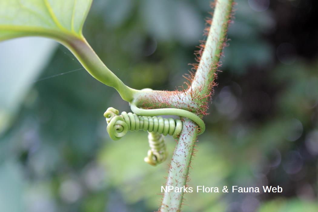 NParks | Smilax setosa